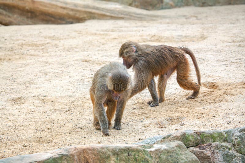 Two playing monkeys stock image. Image of cute, monkeys - 179410345