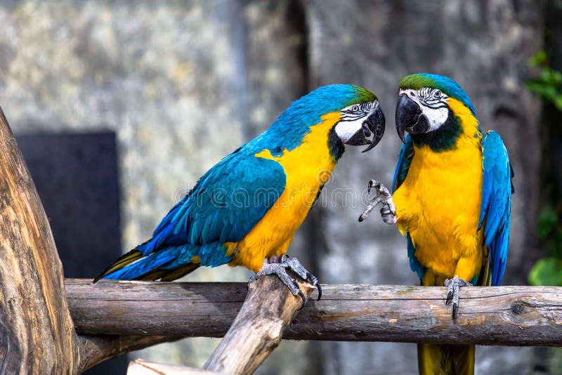 Two Playing Parrots in Love Stock Photo - Image of interaction ...