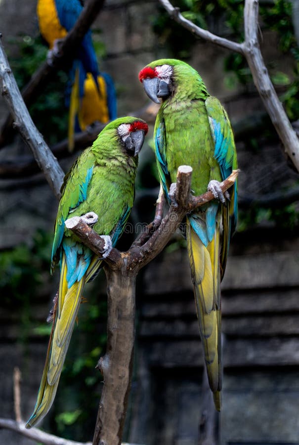 Two Playing Parrots in Love Stock Photo - Image of love, interaction ...
