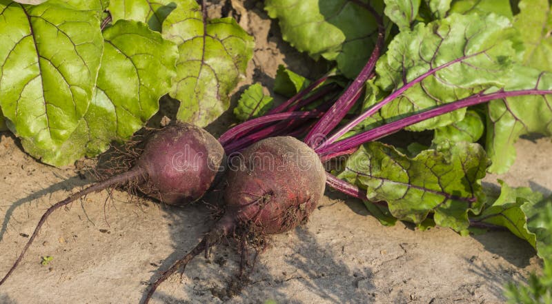 Two Plucked Red Beets on the Ground in the Garden Top View Stock Image ...