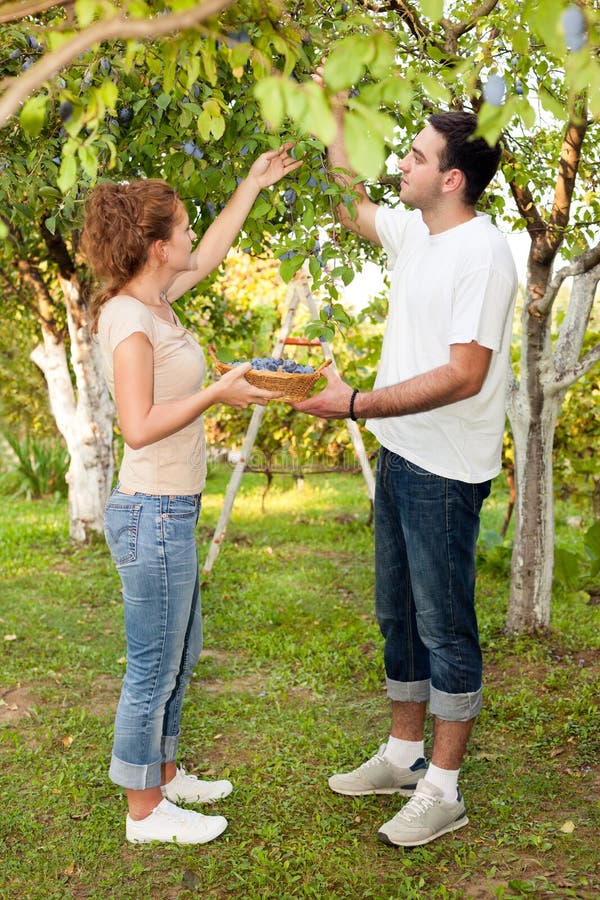 Plum picking from the tree stock image. Image of fruit - 100670479
