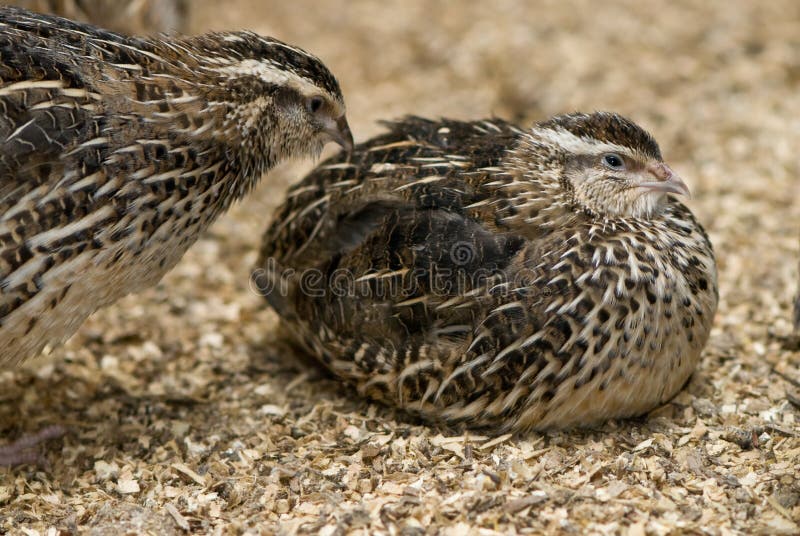 Pair of quail stock photo. Image of bobwhite, bird, galliform - 5297380