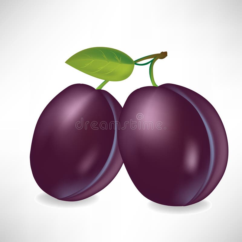 Two plums stock vector. Illustration of fresh, season - 21542684