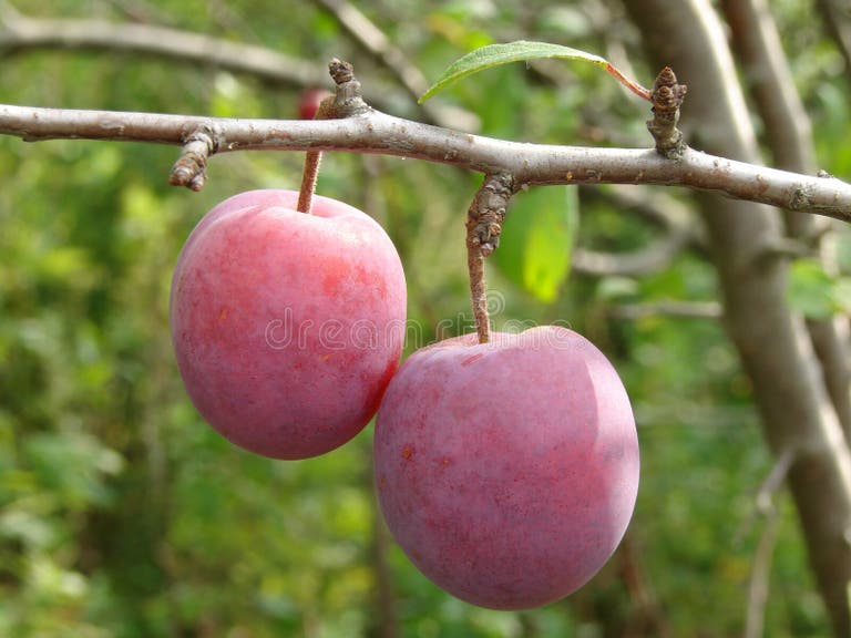 Two plums stock image. Image of farmland, ripening, organic - 7010343