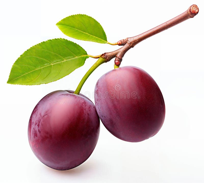 Two Plums on Branch Isolated on White Background Stock Photo - Image of ...