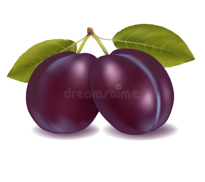Two Blue Plums stock vector. Illustration of fresh, cartoon - 3229929
