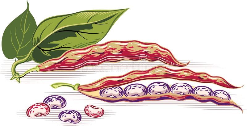 Two pods of beans. stock illustration. Illustration of vegetables ...