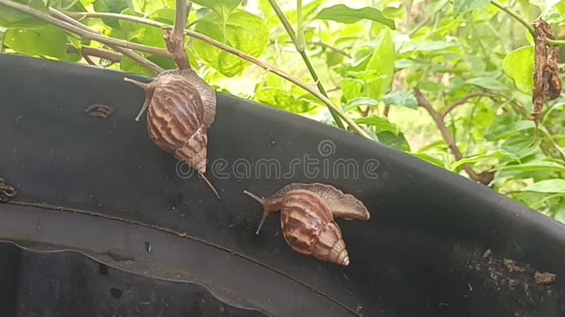 Two Poisonous Snails are Active in a Black Plastic Bucket. Stock Video ...