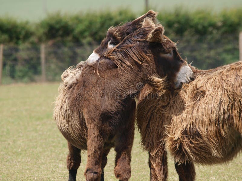 Group Donkies Stock Photos - Free & Royalty-Free Stock Photos from ...