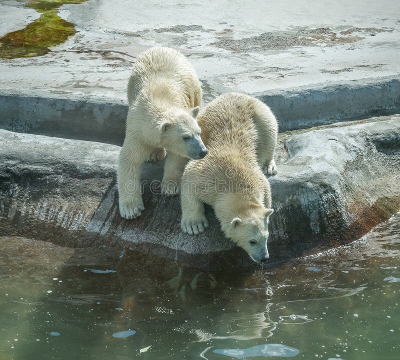 140 Polar Bear Cub Face Stock Photos - Free & Royalty-Free Stock Photos ...