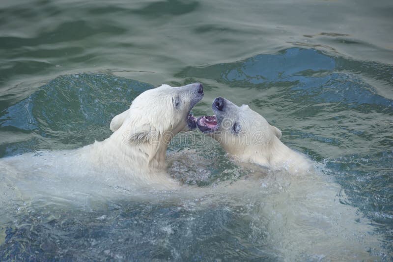 Two polar bears stock image. Image of motion, happy, arctic - 14466307