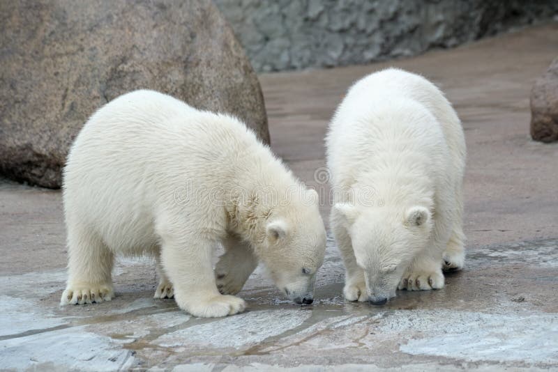 Two Young Polar Bears Playing Stock Photo - Image of bear, happy: 21114662