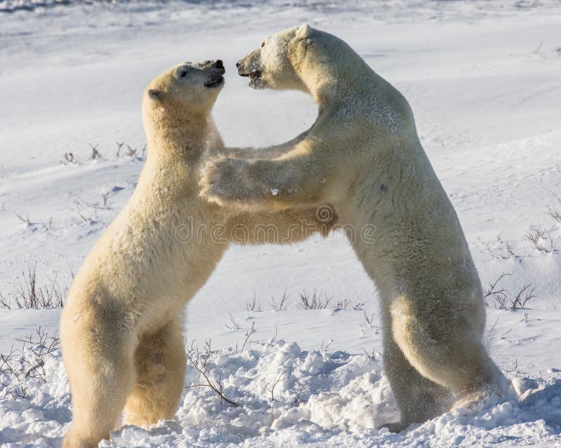 Two Polar Bears Playing with Each Other in the Tundra. Canada Stock ...