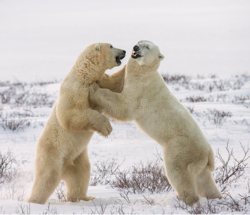 Two Polar Bears Playing with Each Other in the Tundra. Canada Stock ...