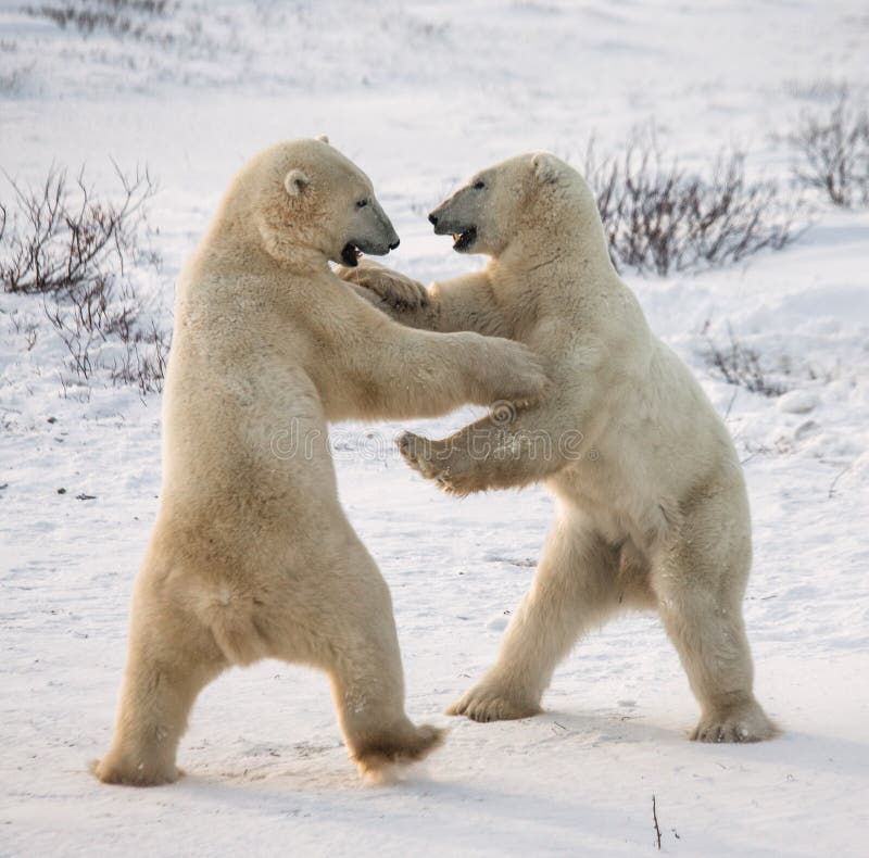 Two Polar Bears Playing with Each Other in the Tundra. Canada Stock ...