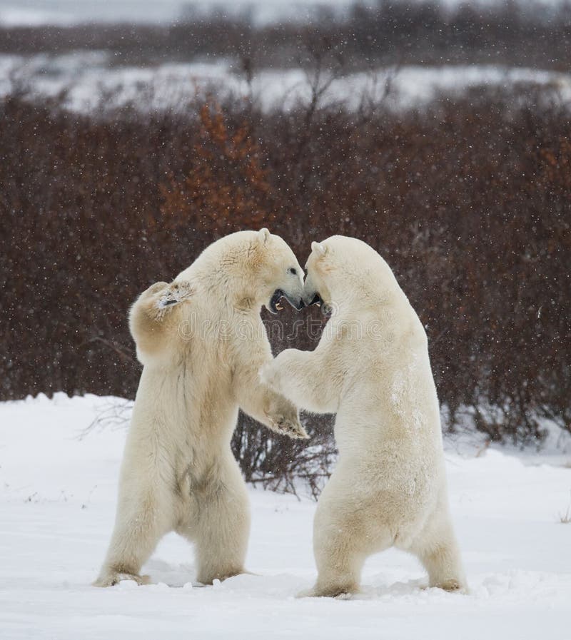 Two Polar Bears Playing with Each Other in the Tundra. Canada Stock ...