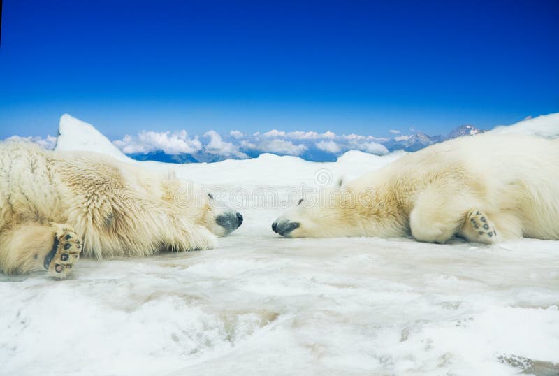 Polar bears stock image. Image of outdoors, polar, wildlife - 7133695