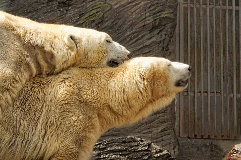 Two polar bears stock image. Image of tundra, couple - 68257135