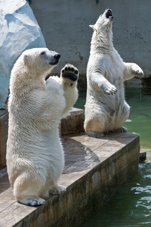 Two Young Polar Bears Playing Stock Photo - Image of bear, happy: 21114662