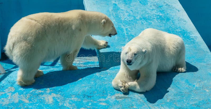 Two Polar bears in the zoo stock image. Image of polar - 302179201