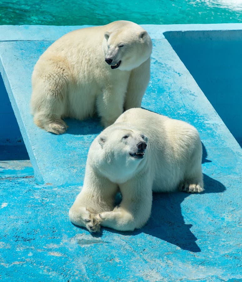 Two Polar bears in the zoo stock image. Image of wildlife - 304319287