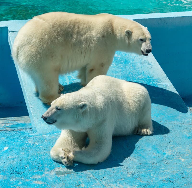 Two Polar bears in the zoo stock image. Image of cold - 304756217
