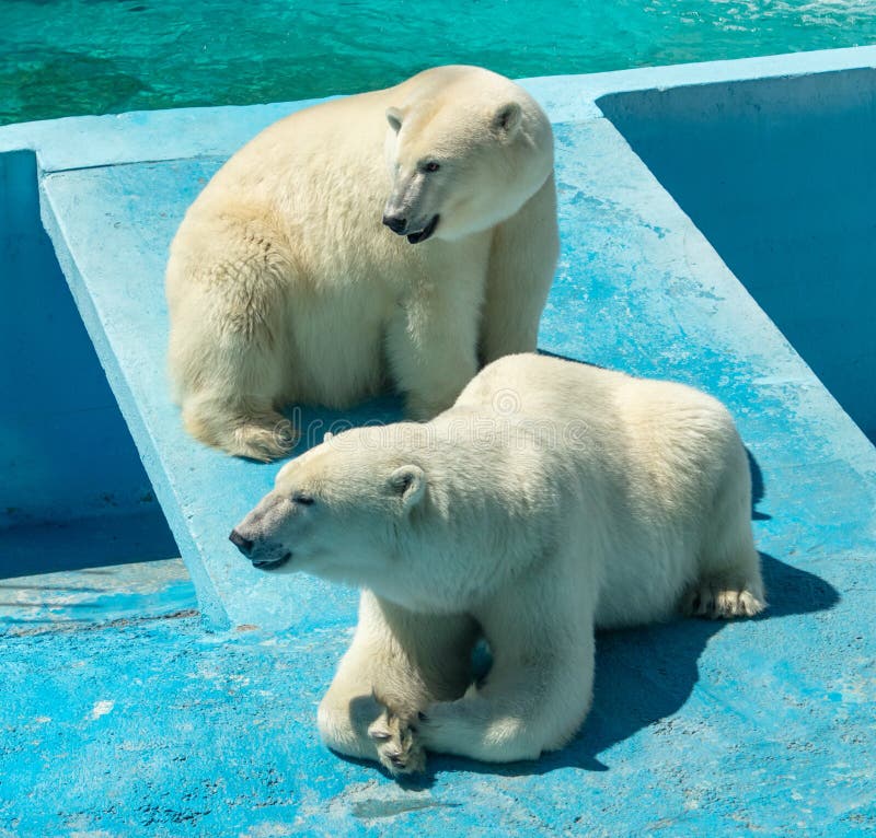 Two Polar bears in the zoo stock image. Image of animal - 307365665