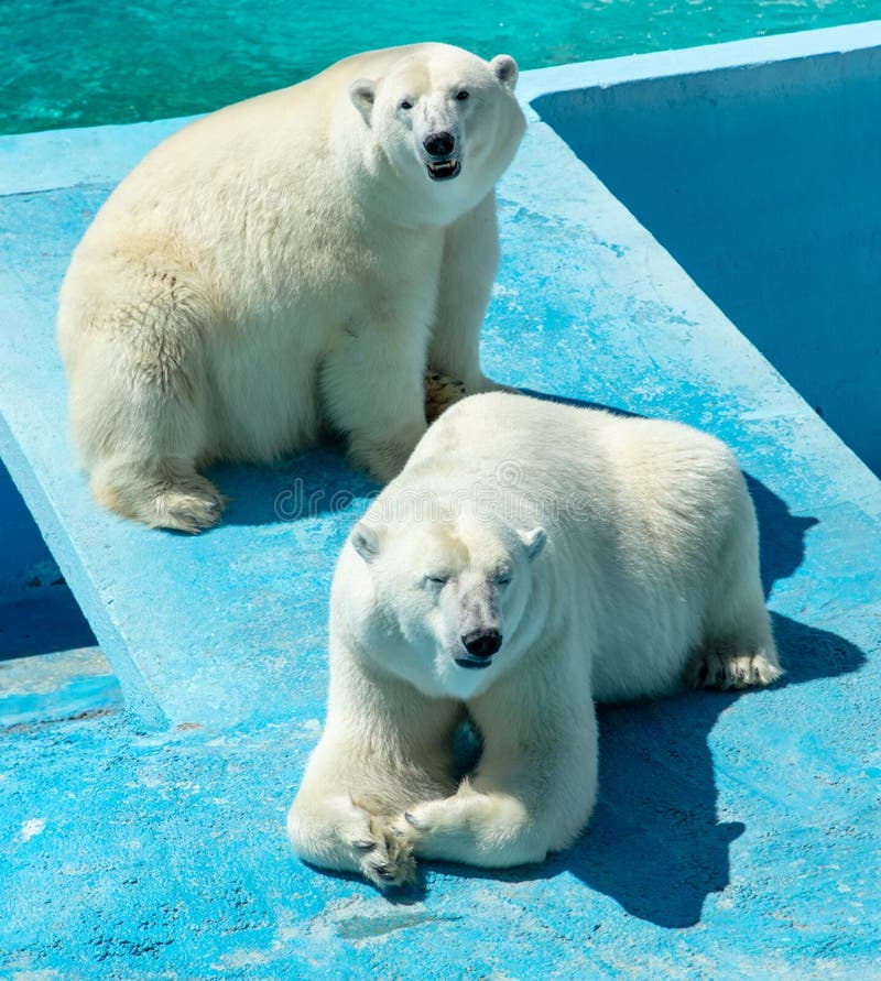 Two Polar bears in the zoo stock photo. Image of fight - 308762412