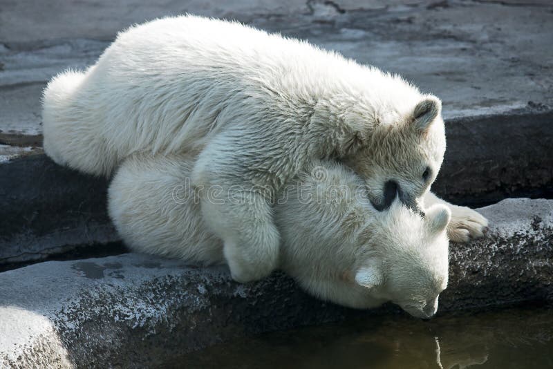 Two polar white bear stock image. Image of baby, aviary - 21928951