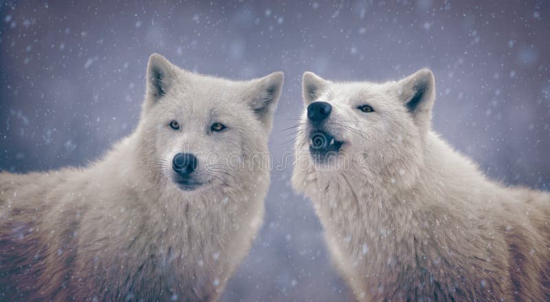 Two Polar Wolves during Big Snowfall Stock Image - Image of frozen ...