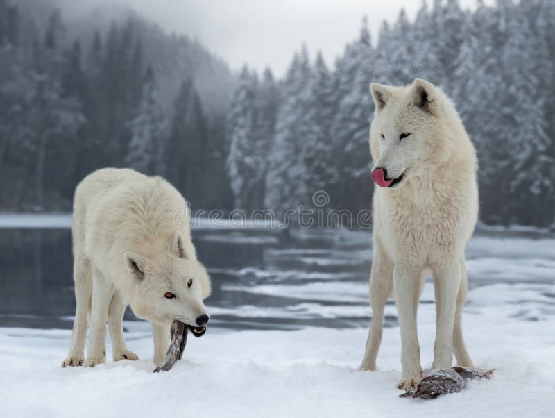 Two Polar Wolves Eat Their Prey in Forest Stock Photo - Image of animal ...