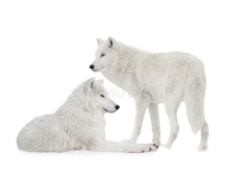 Two Polar Wolves Isolated on White Background Stock Image - Image of ...