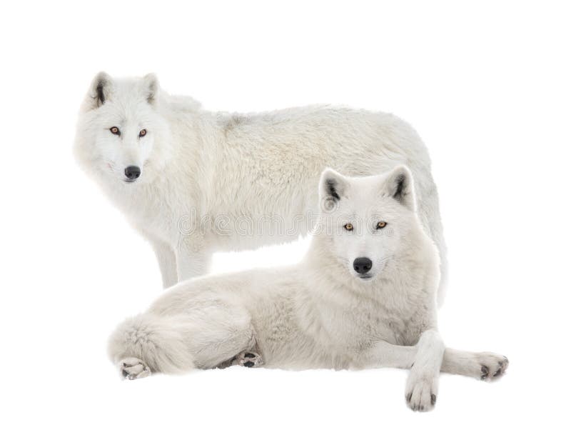 Two Polar Wolves Isolated on White Background Stock Photo - Image of ...