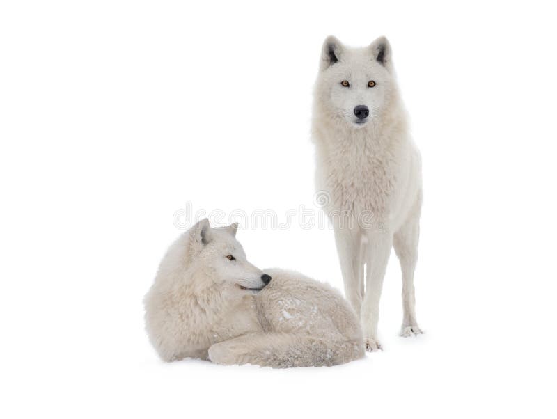 Two Polar Wolves Isolated on White Background Stock Image - Image of ...