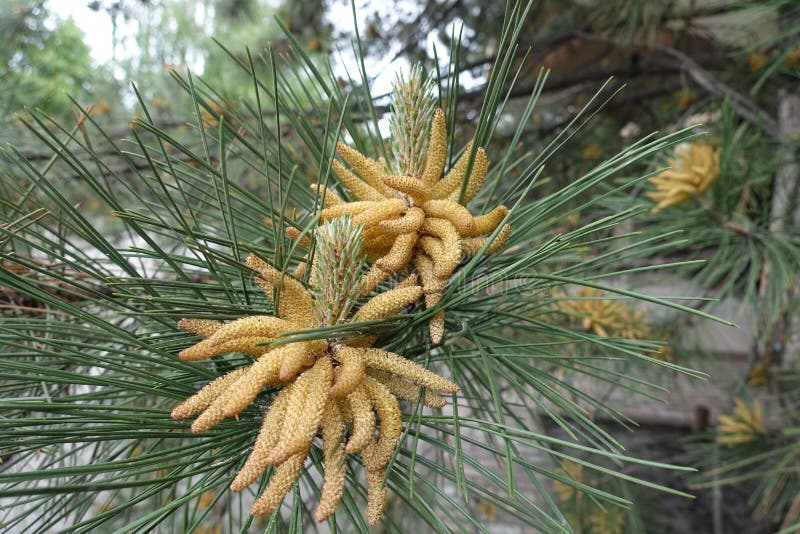Microstrobilus or Pollen Cone or Male Cone of Pine Tree Scots Pine ...