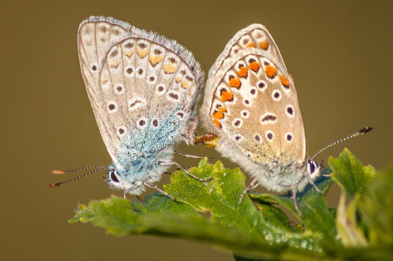 Two Polyommatus Dorylas Mate on the Leaf Stock Photo - Image of leaf ...