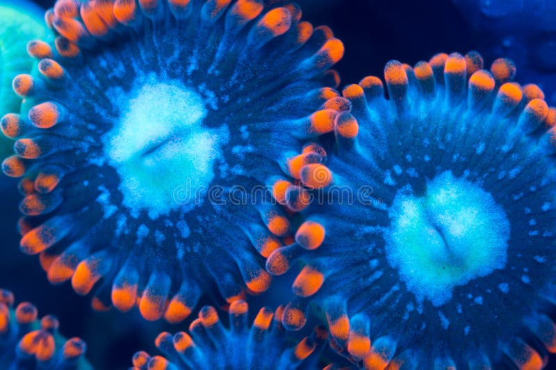 Two polyps stock image. Image of barrier, efflorescent - 19216445