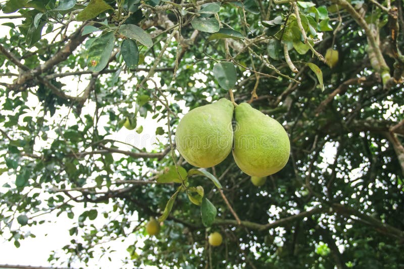 Two Pomelo or Citrus Maxima with Green Leaves Hanging on Tree Stock ...
