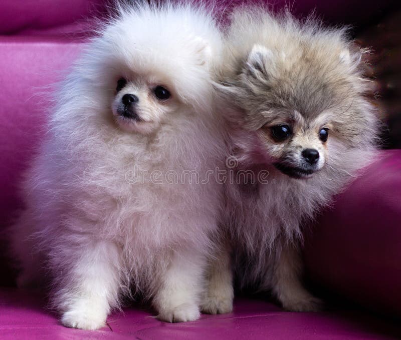 Two Pomeranian Puppies White and Grey are Sitting on a Bright Pink Sofa ...