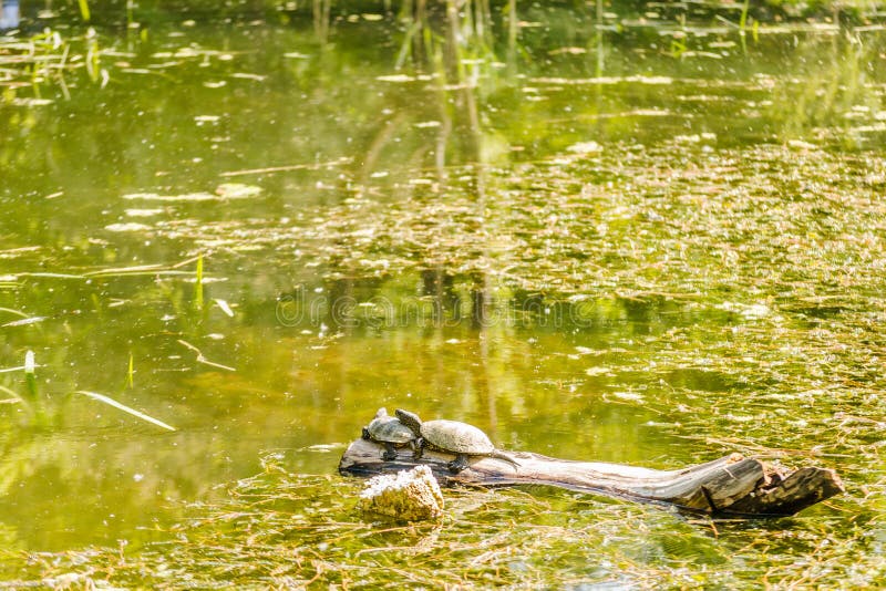 Two Pond Turtles on a Tree Floating on the Water Stock Image - Image of ...
