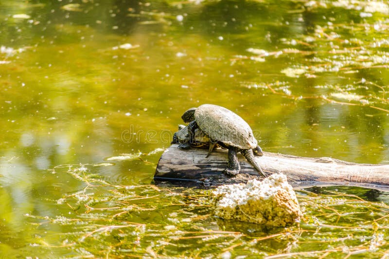 Two Pond Turtles on a Tree Floating on the Water Stock Photo - Image of ...