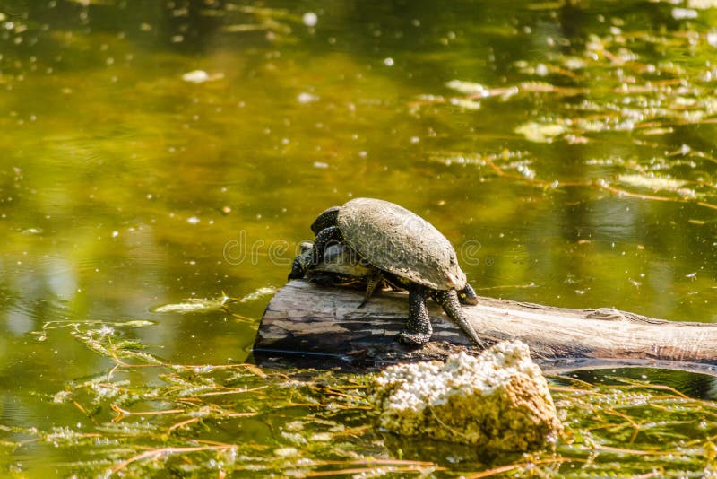 Two Pond Turtles on a Tree Floating on the Water Stock Image - Image of ...