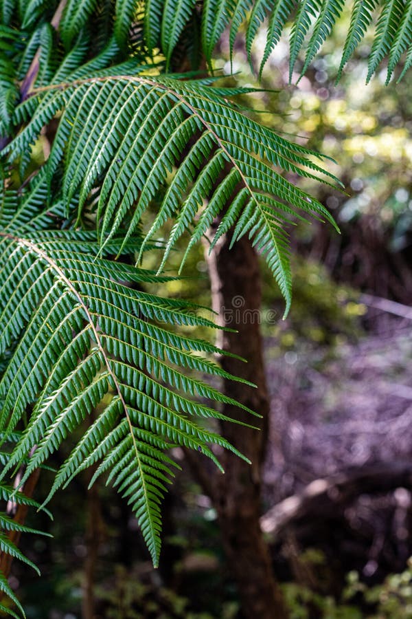Two Ponga Fern Fronds Jump Out of the Undergrowth Stock Photo - Image ...