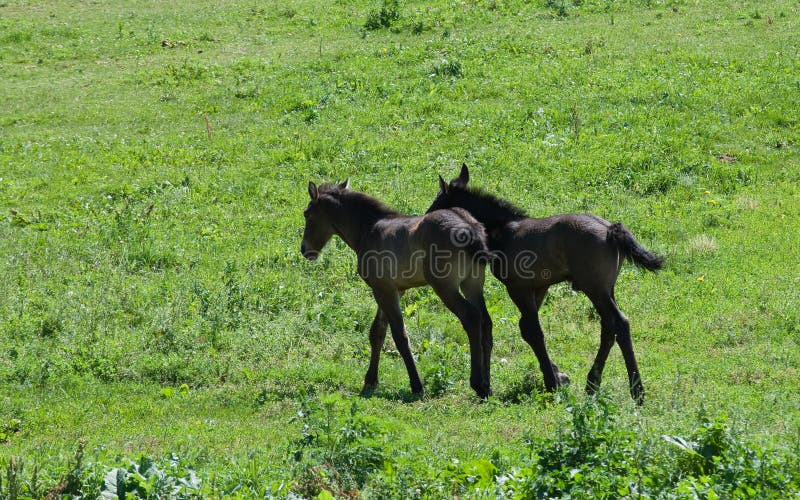 Two ponies stock image. Image of ponies, pony, grass - 10737921