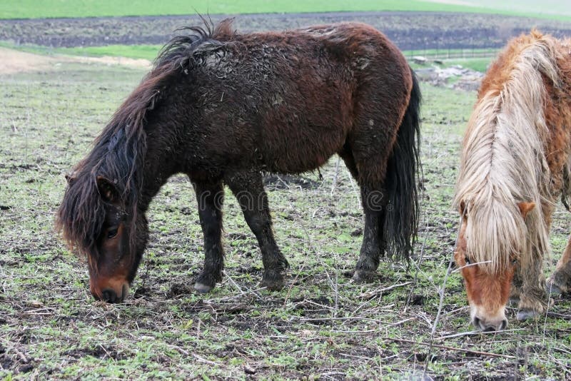 Two ponies stock image. Image of animal, ground, europe - 13924735