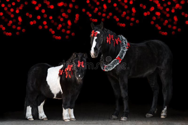 Two Ponies with Christmas Decorations Posing Together Stock Image ...