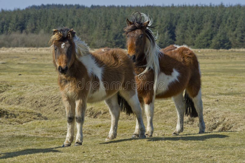 Two ponies stock photo. Image of drinking, cornwall, clear - 30501948