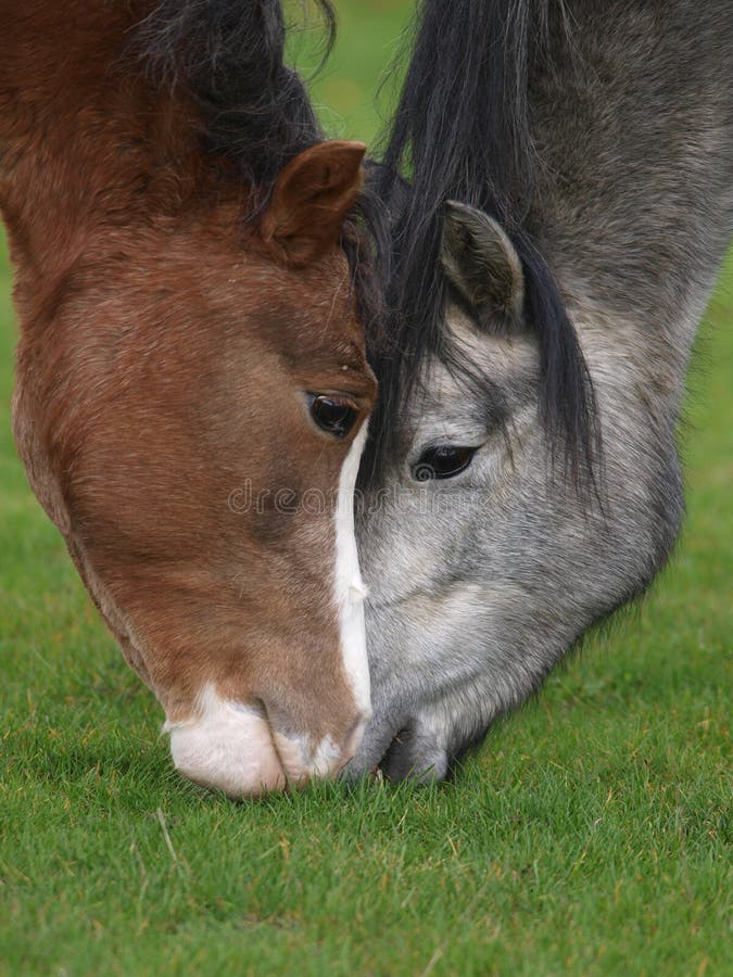 Two Ponies Grazing stock photo. Image of horse, friends - 172566204