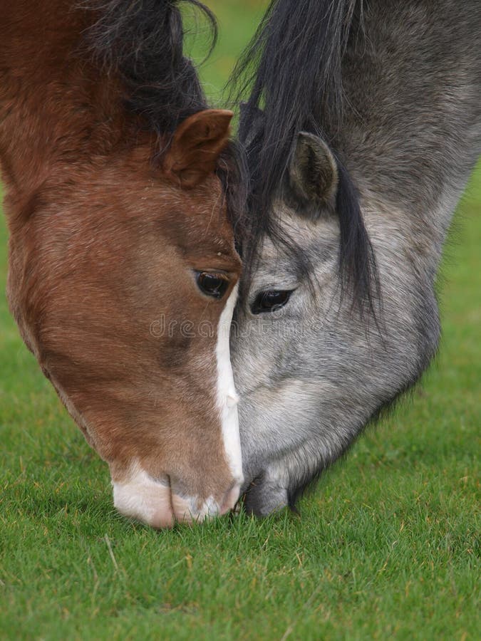 Two Ponies Grazing stock image. Image of pony, beauty - 172566303