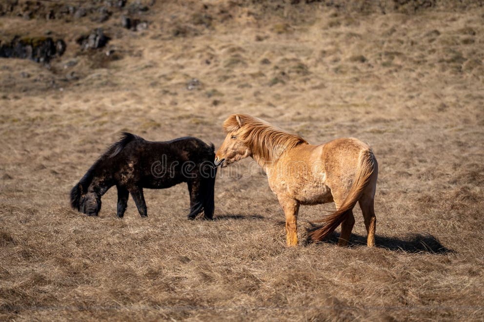 Two Ponies Grazing in a Field Stock Photo - Image of ponies, farm ...